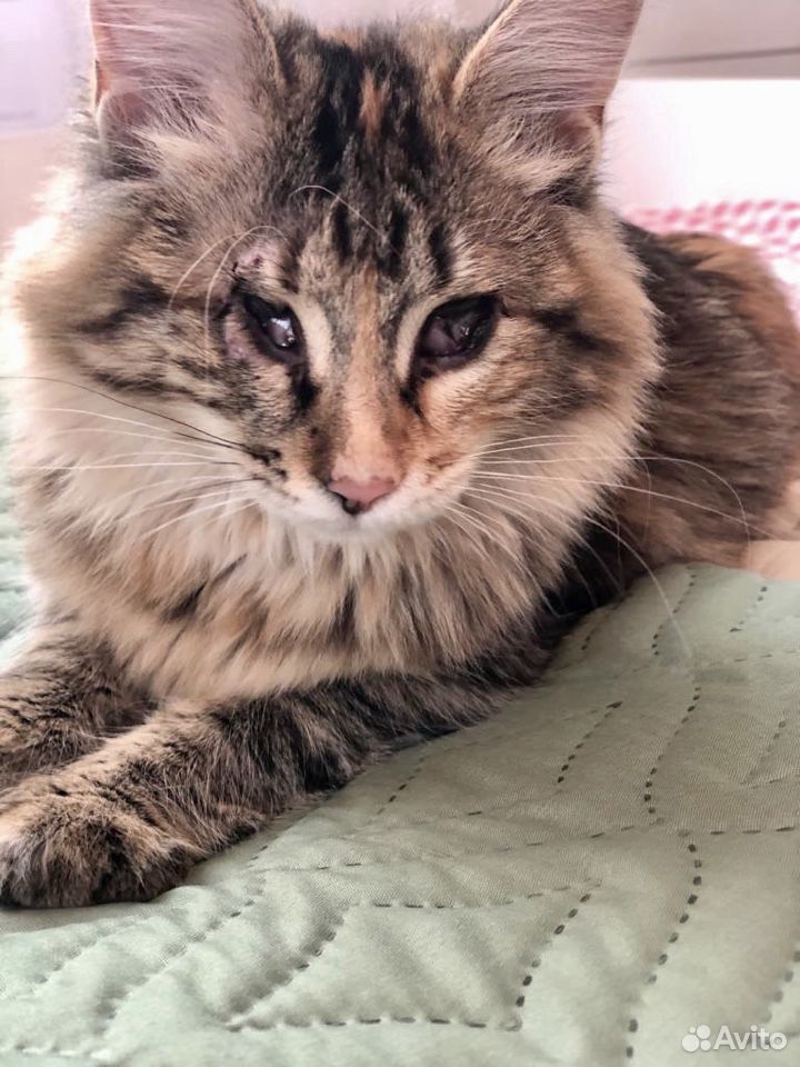 Слепая кошечка Ася ищет доброе сердце