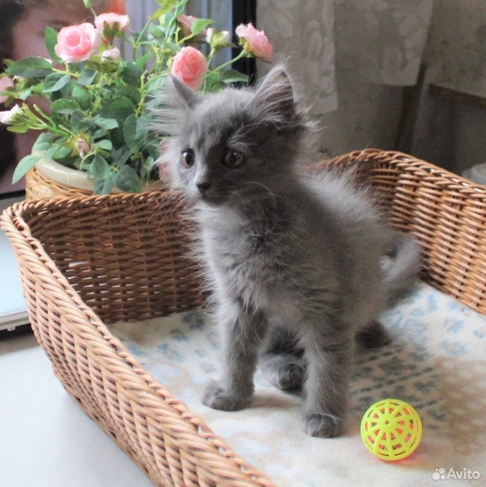 Котёнок в добрые руки