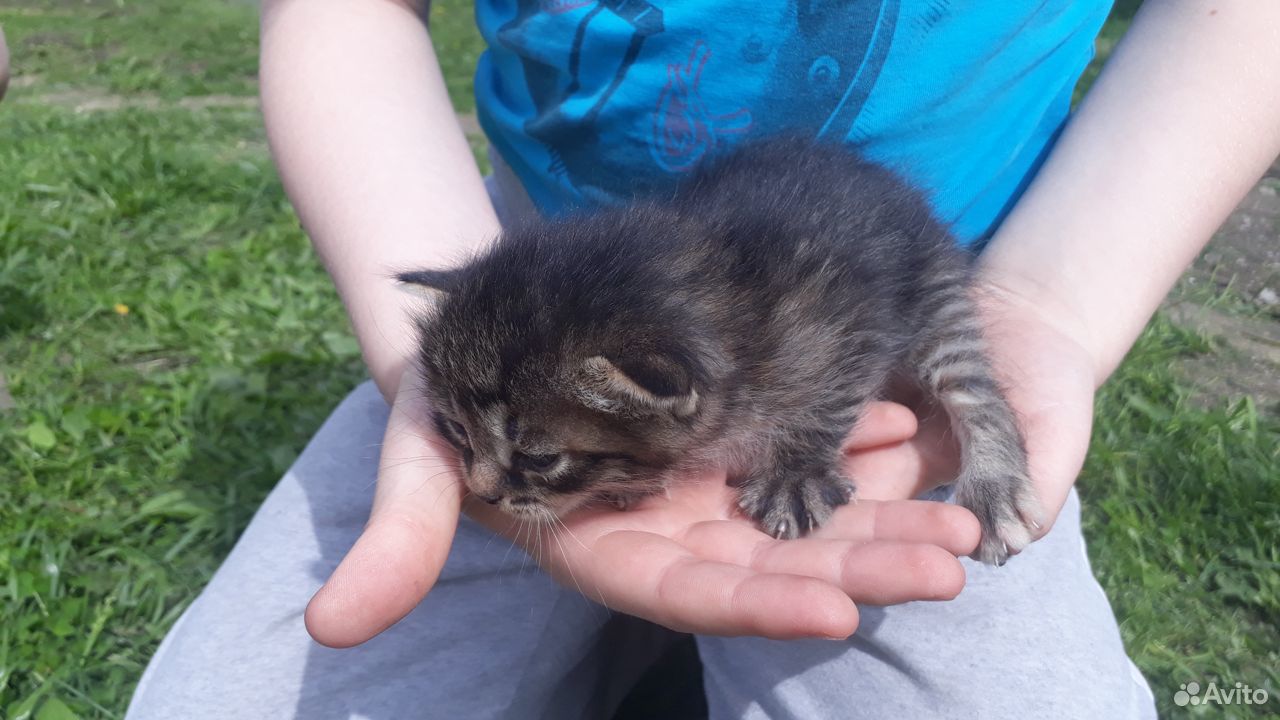 Котятки