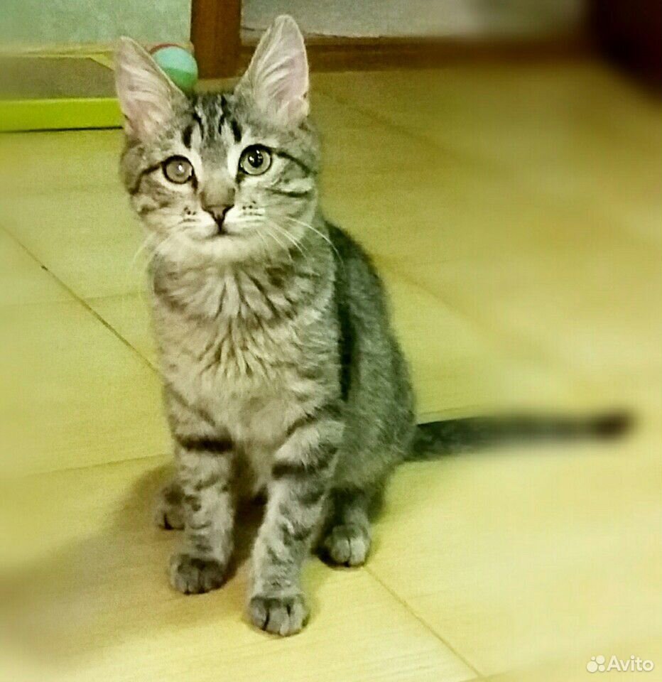 Котенок