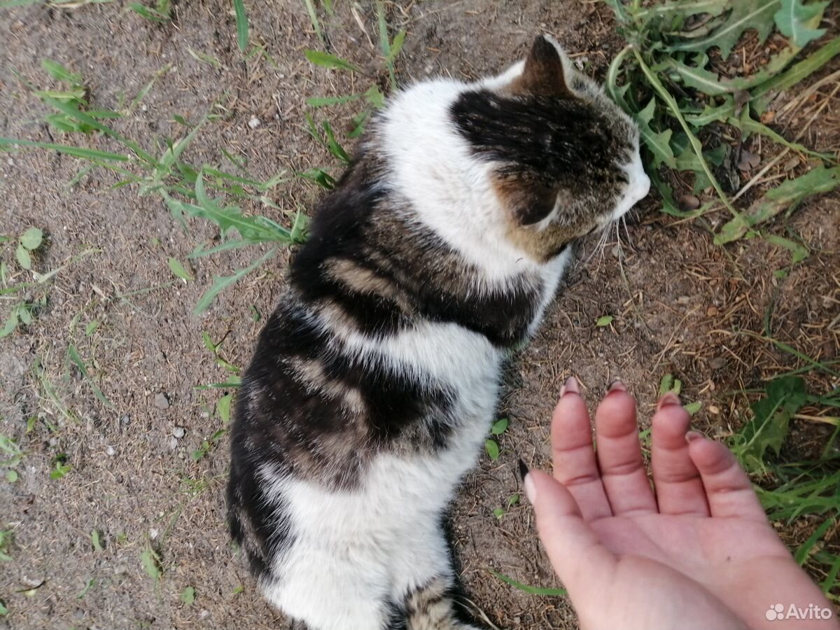 Кот около 2 лет