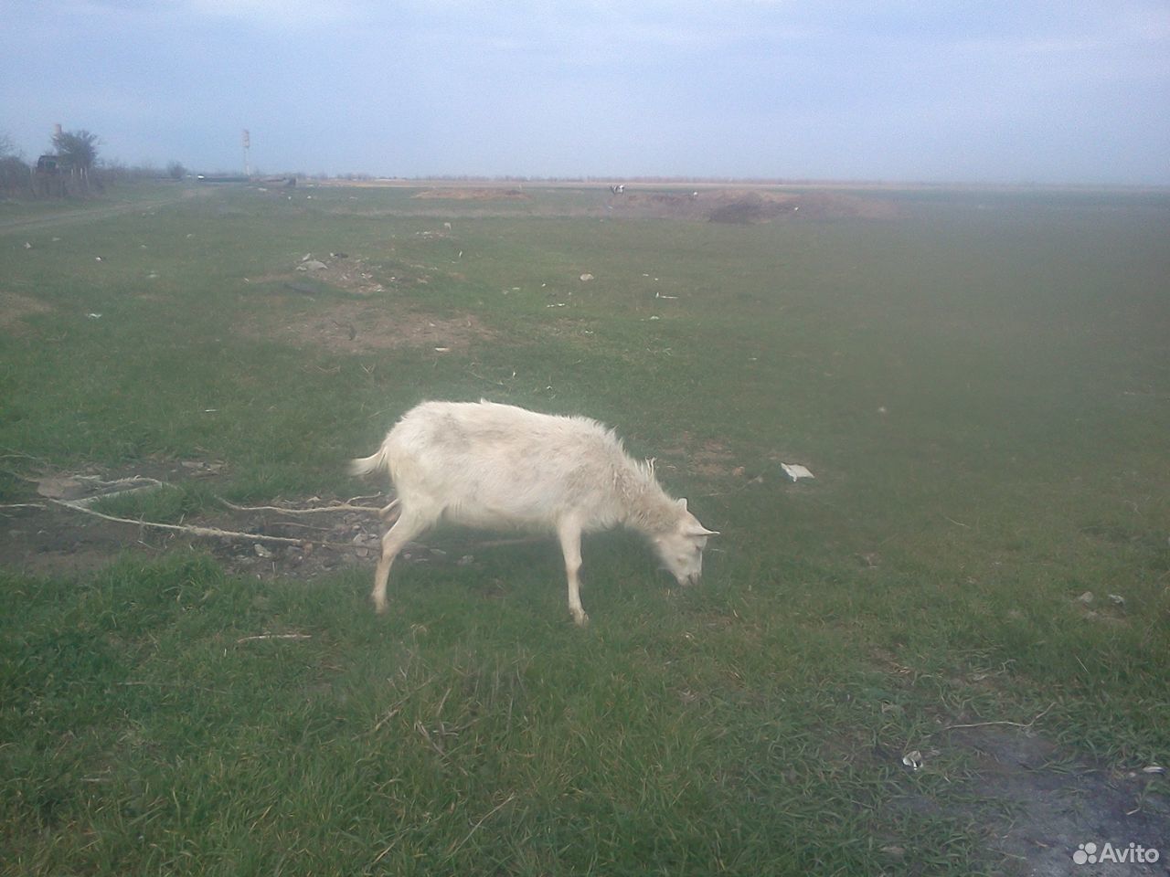 Козы и Козлята