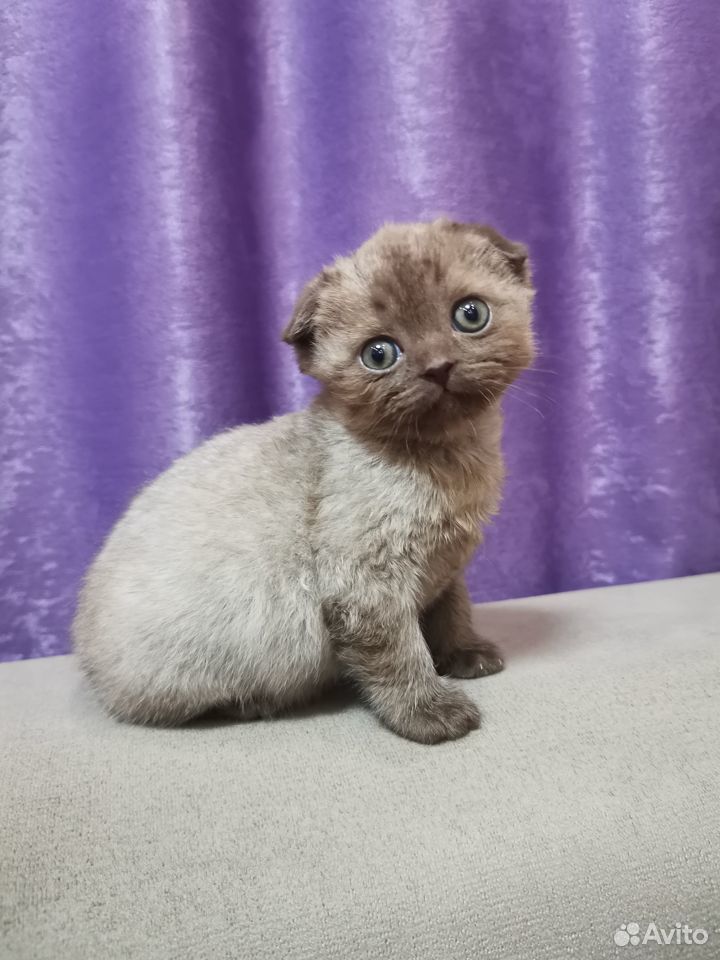 Шотландские котята