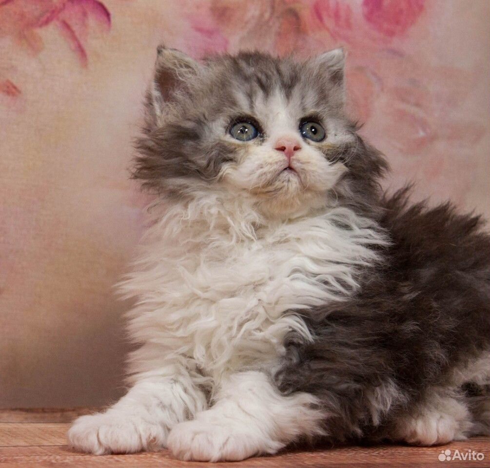 Селкирк-рекс