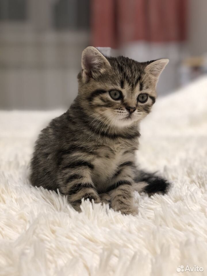 Продам кошечку Британку