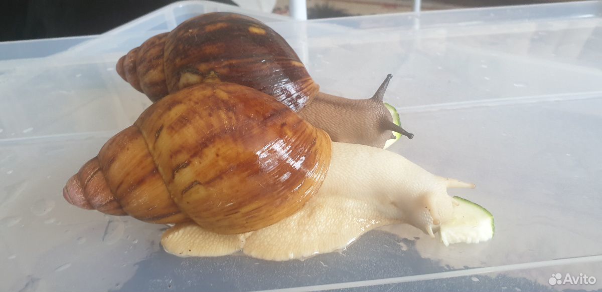Улитки Архахатины маргината вариация Сутуралис