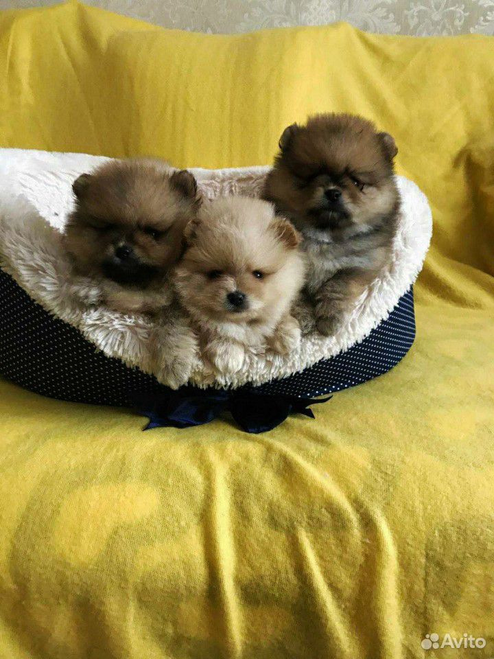 Померанские медвежата