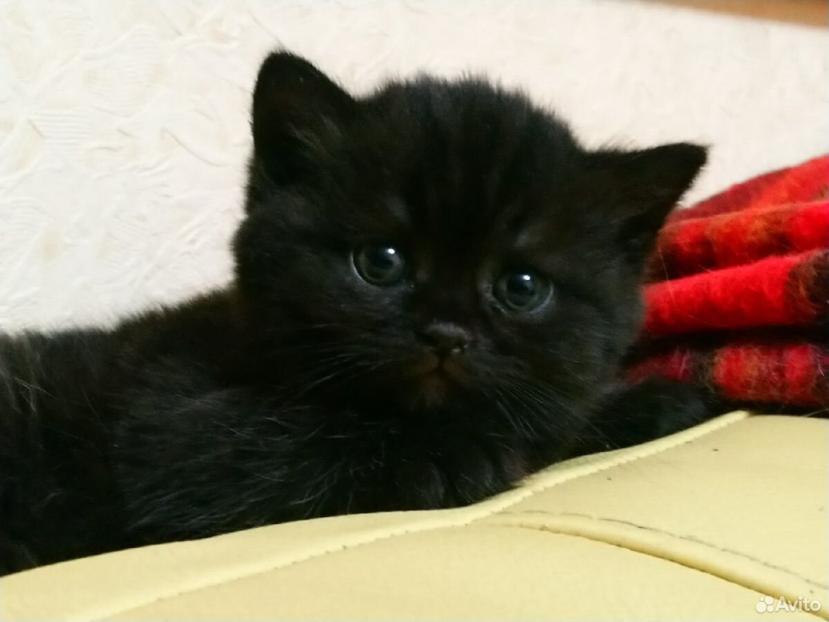 Британский котик