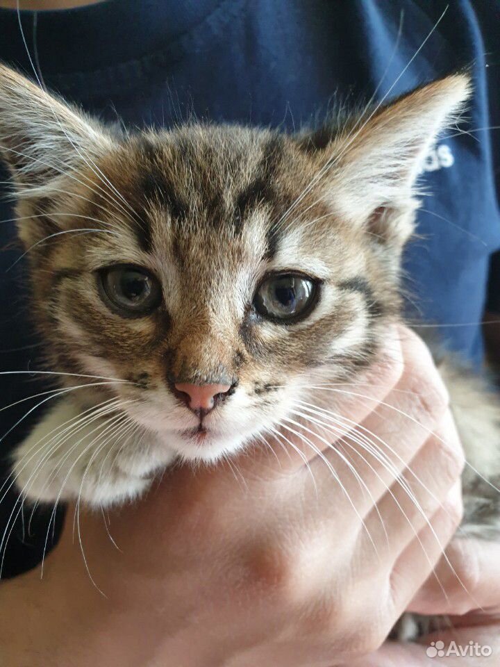 Семен Семеныч хочет к маме