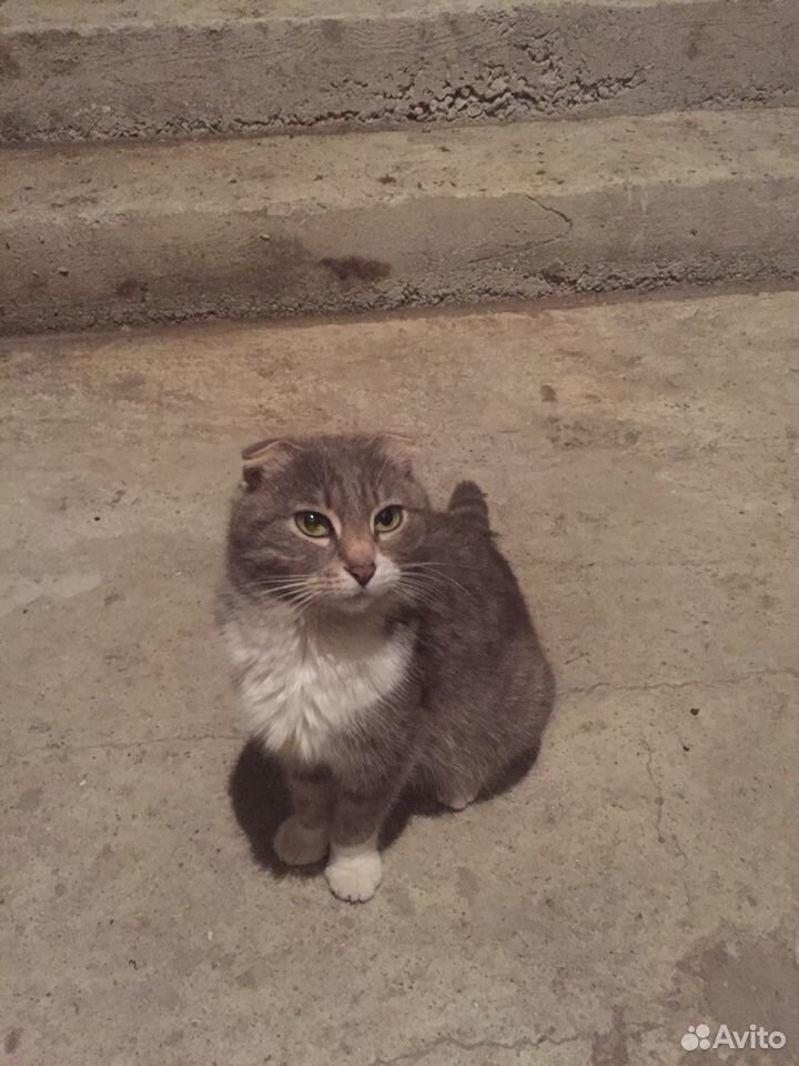 Вислоухая кошка