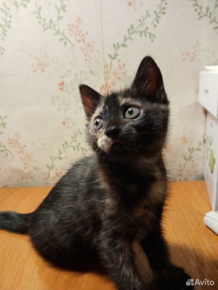 Черный котенок с рыжим ухом