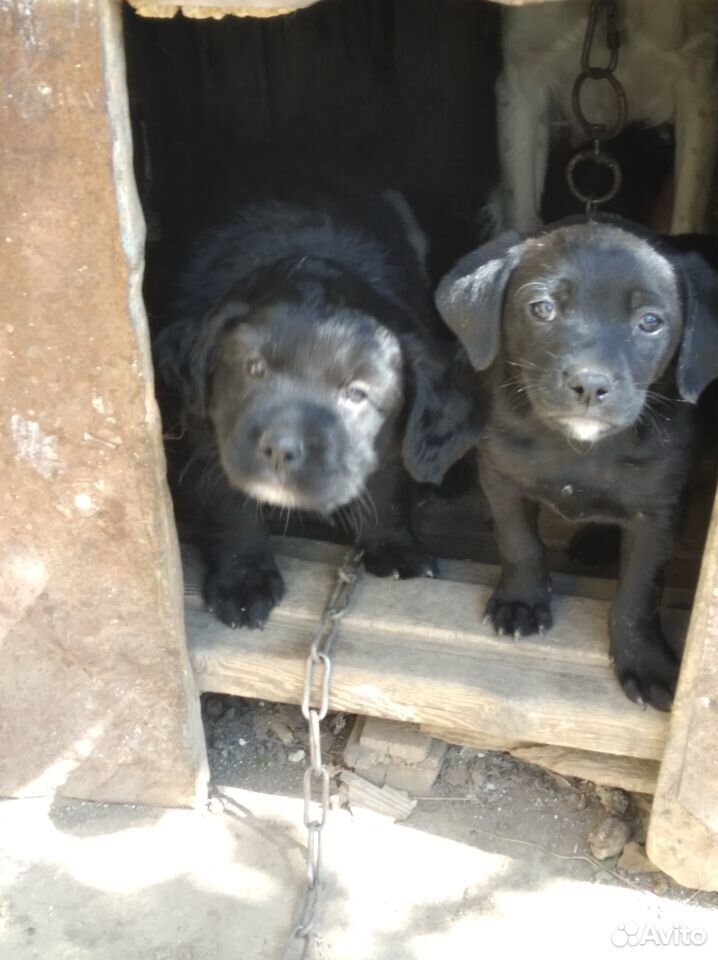 Продам кутят