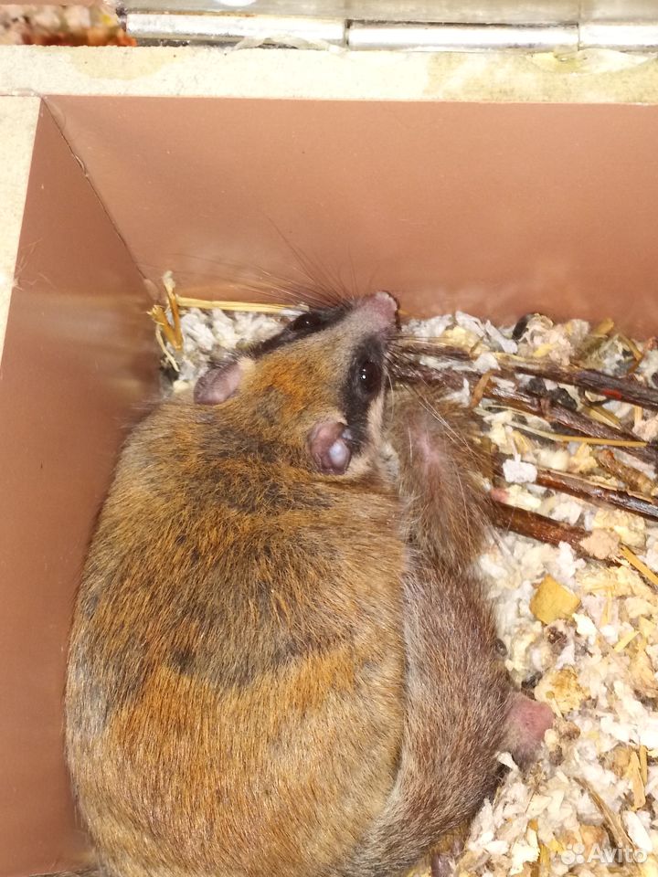 Лесные сони