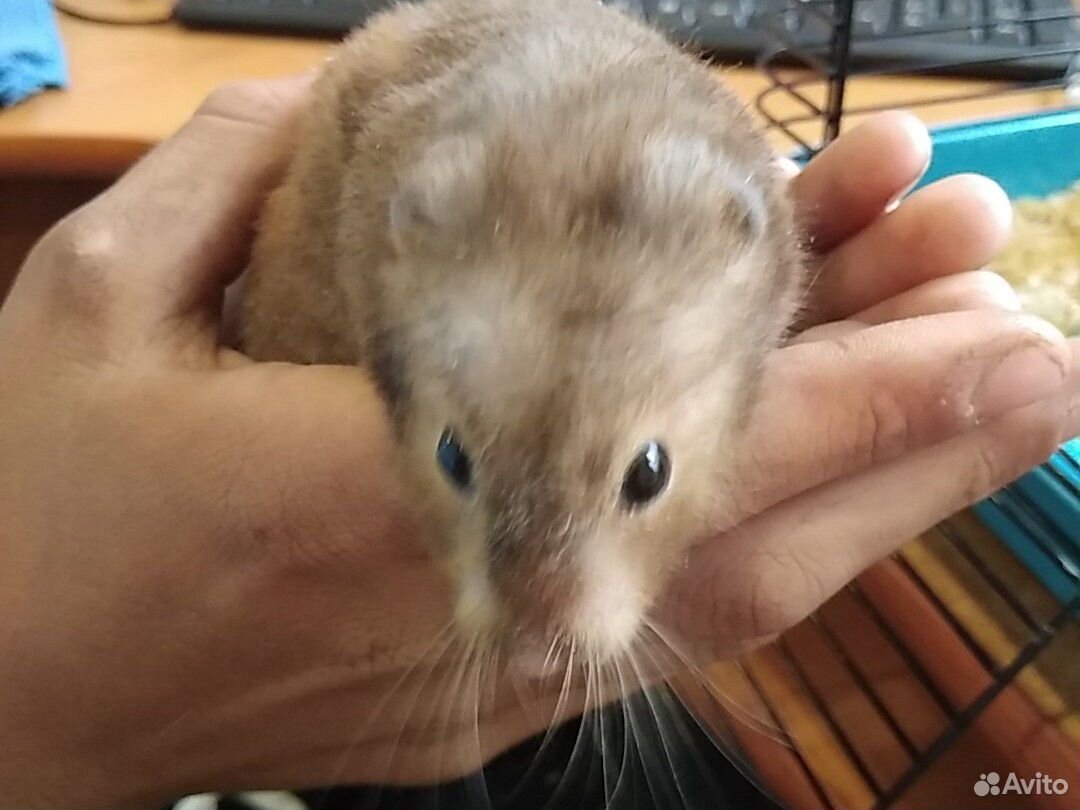 Отдам дарам два хомяка