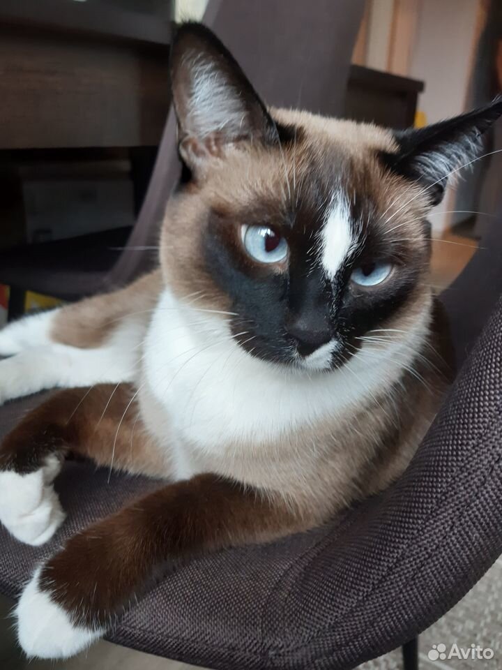 Кошка Жуля