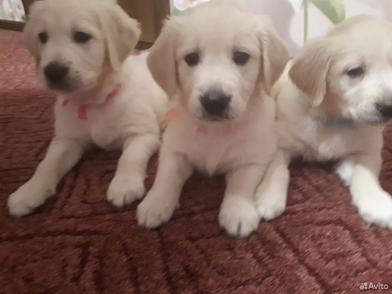 Продажа щенков породы Золотистый ретривер