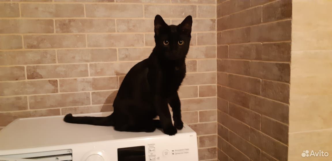 Черный как пантера котенок. в дар