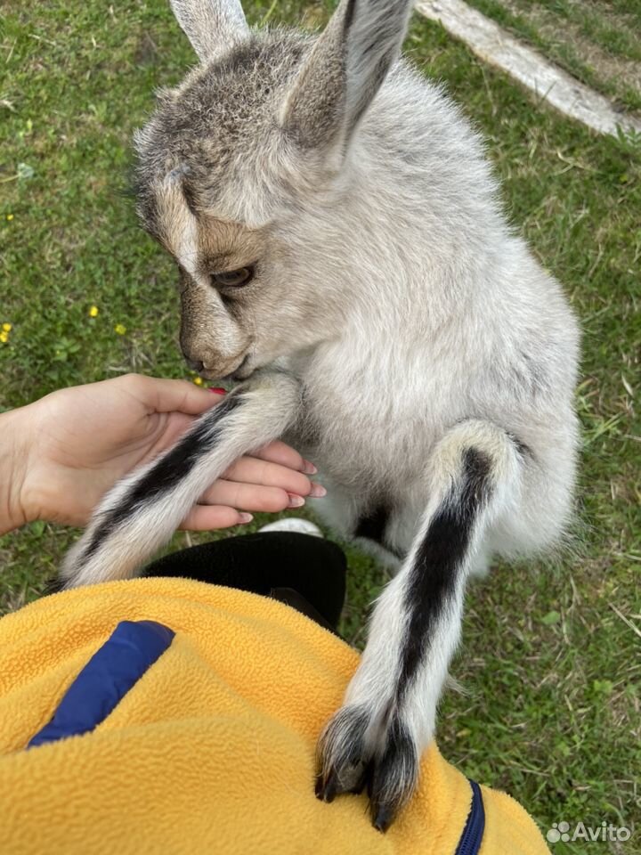 Козочка