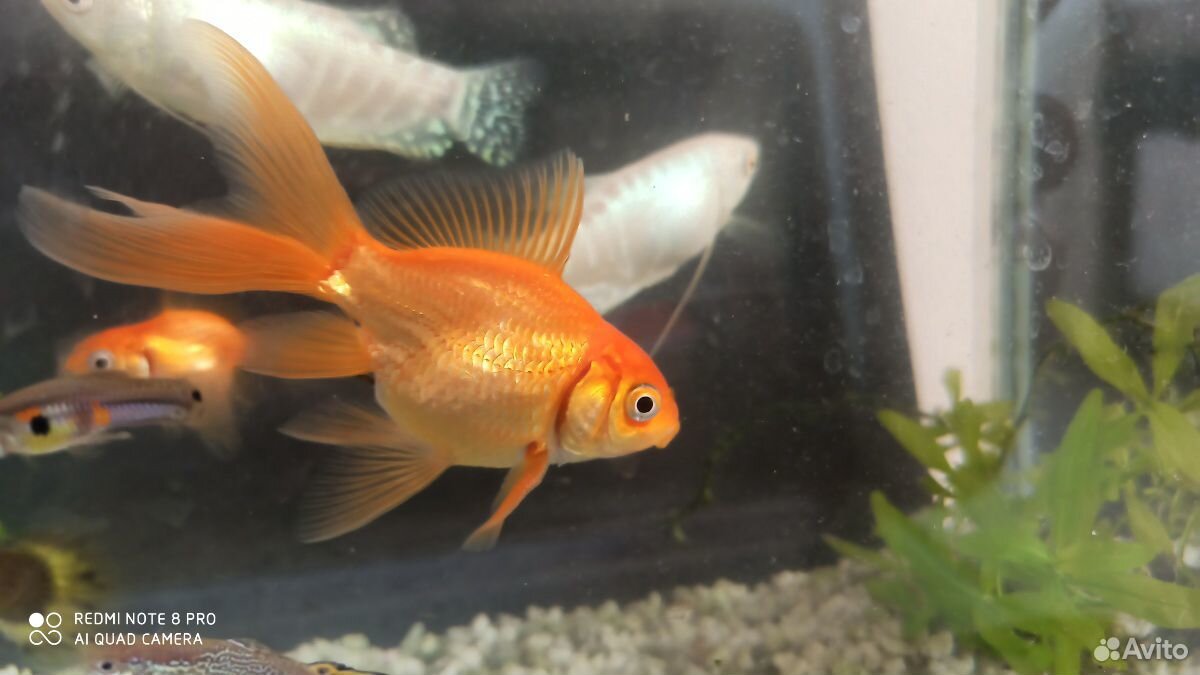 Аквариумные рыбки