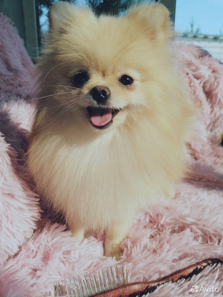 Шпицуля померашка