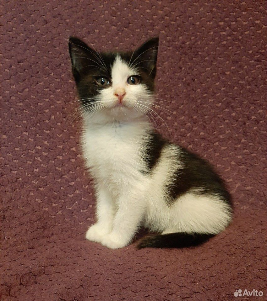 Котятки с доставкой 1.5 мес в дар