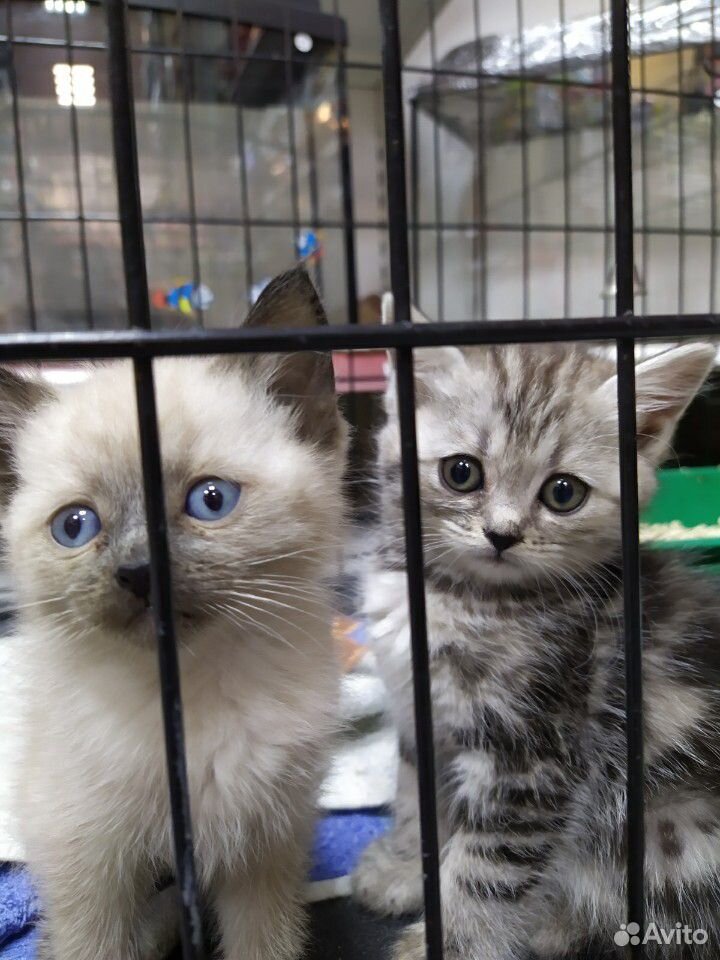 Котята