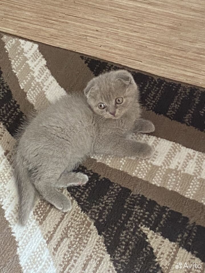 Британский котёнок