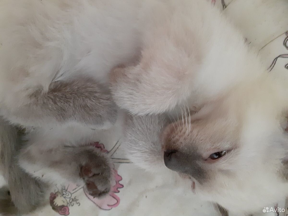 Кошка