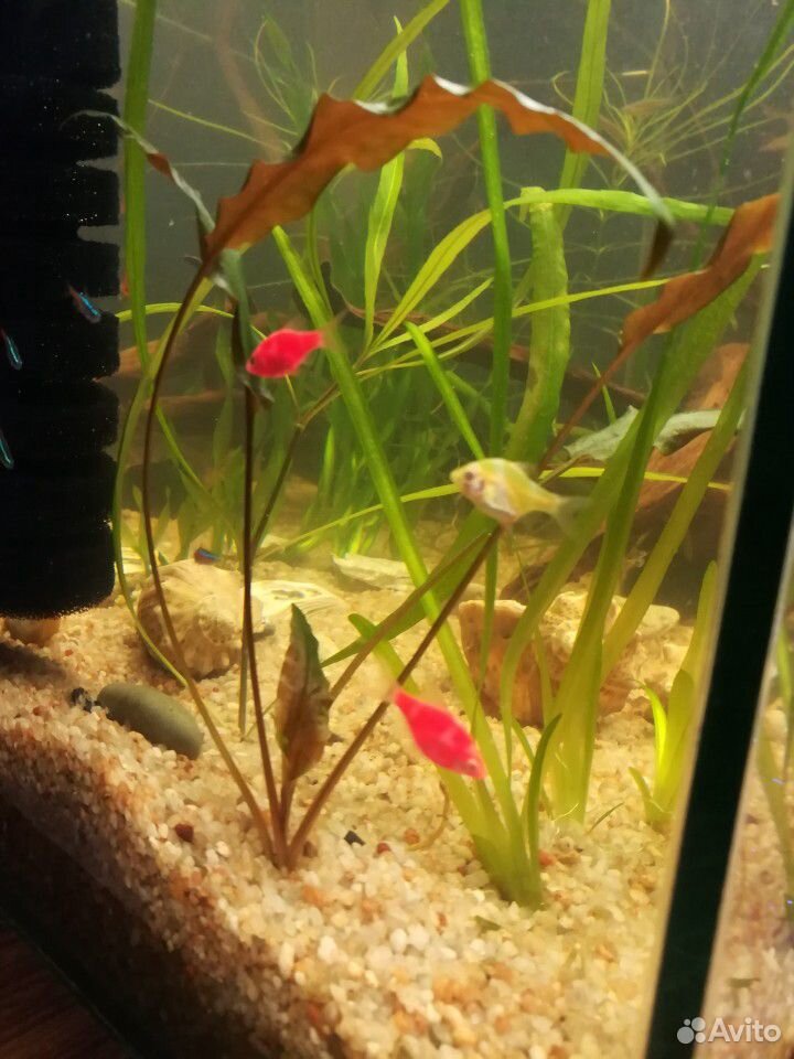 Желтые и розовые барбусы