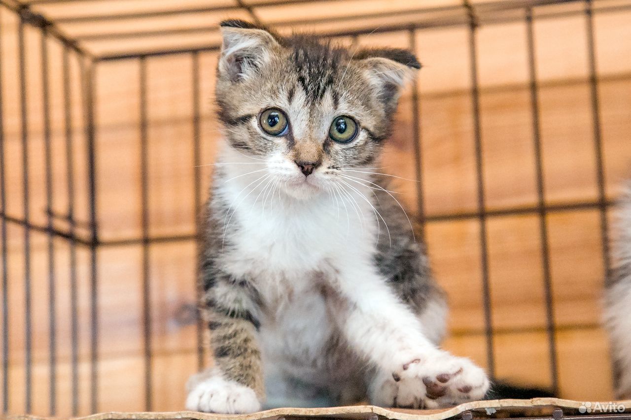 Котенок Филя спасенный с улицы ищет дом.2 мес