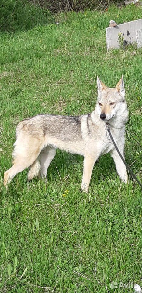 Чехословацкий влчак-супер порода собак