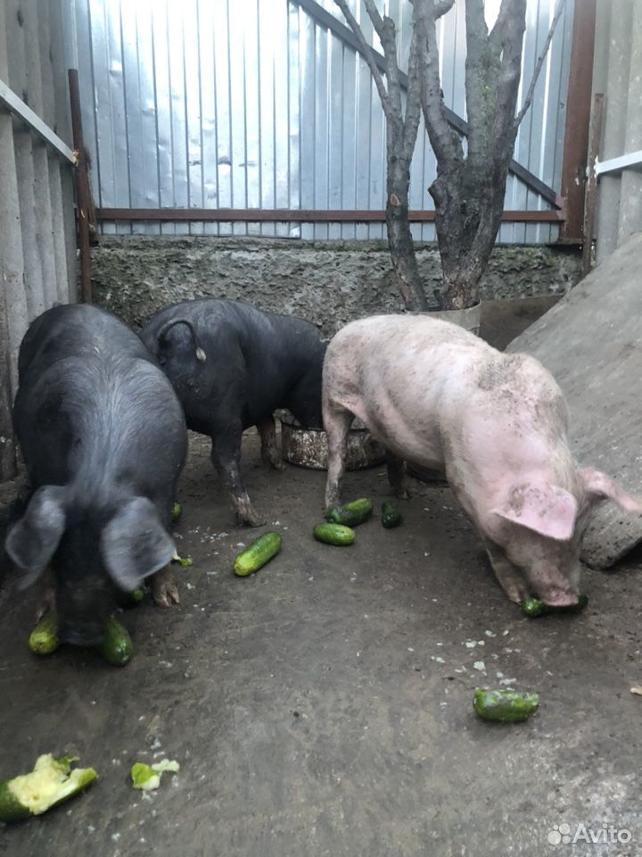 Поросята см1+пьетрен