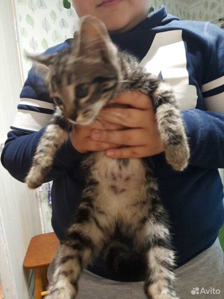 Коштик