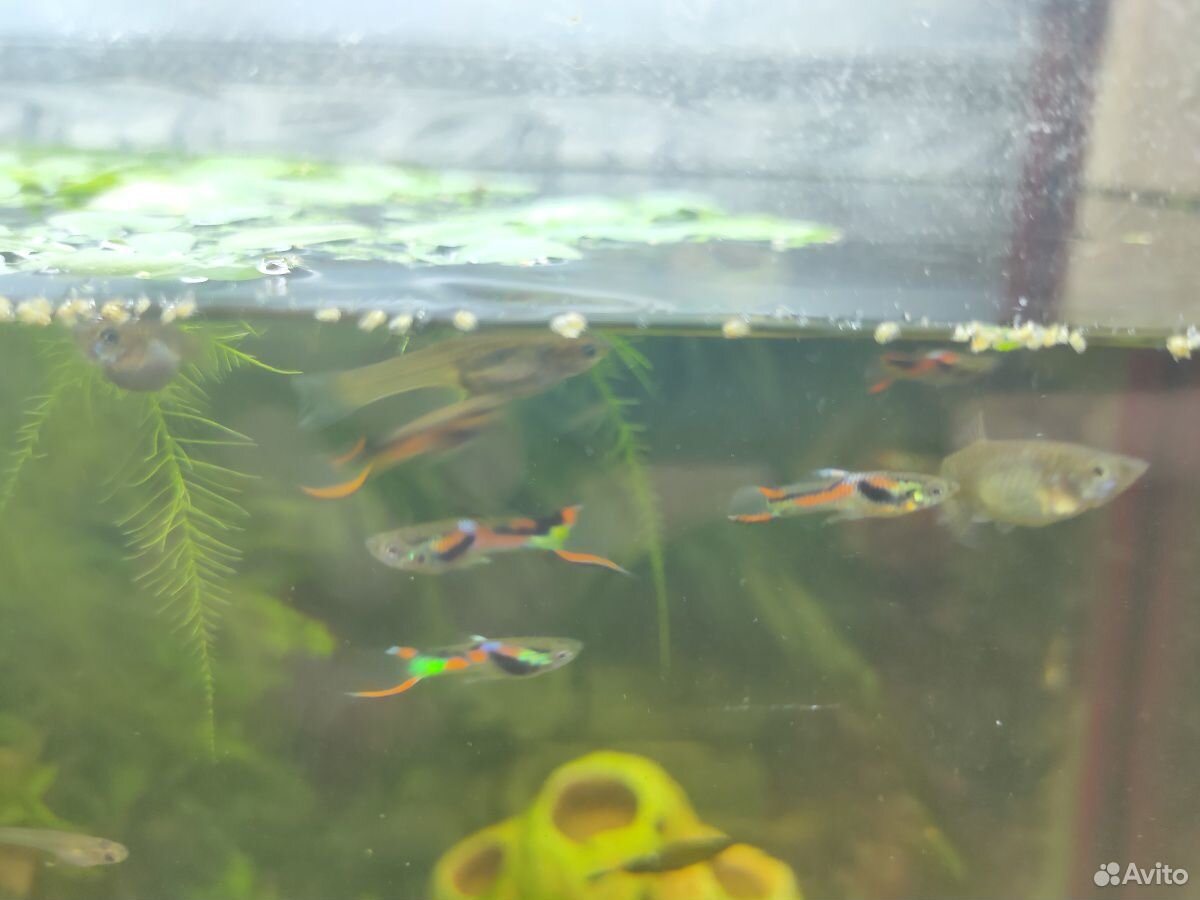 Гуппи эндлера венесуэльские