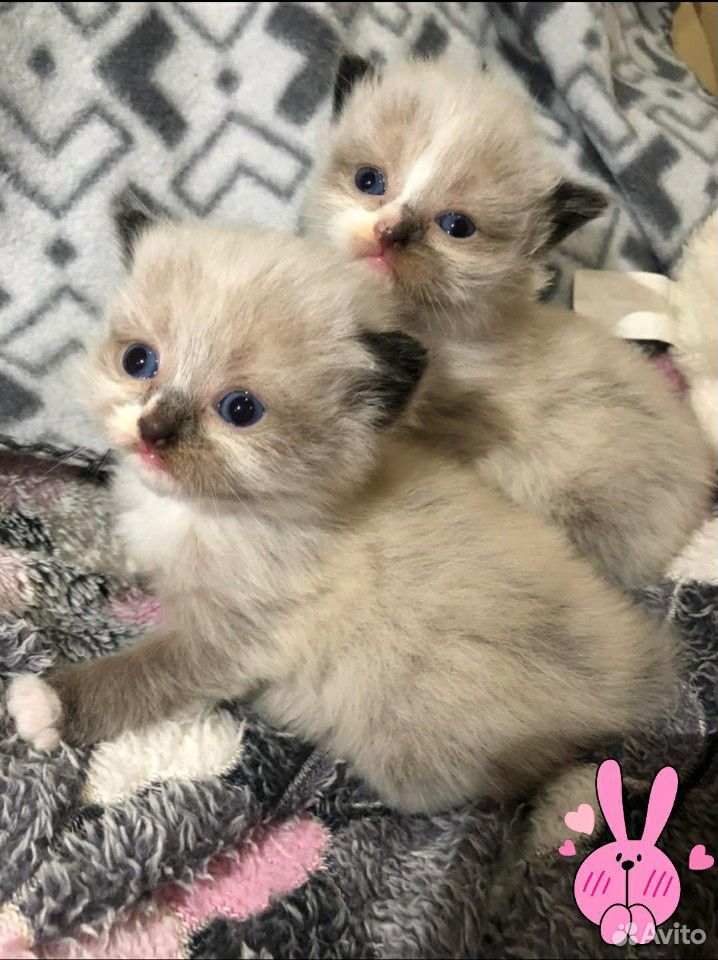 Малыши персидские шиншилята