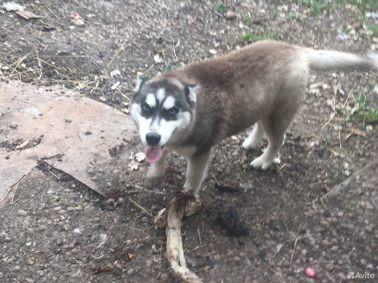 Сабака хаска девочка