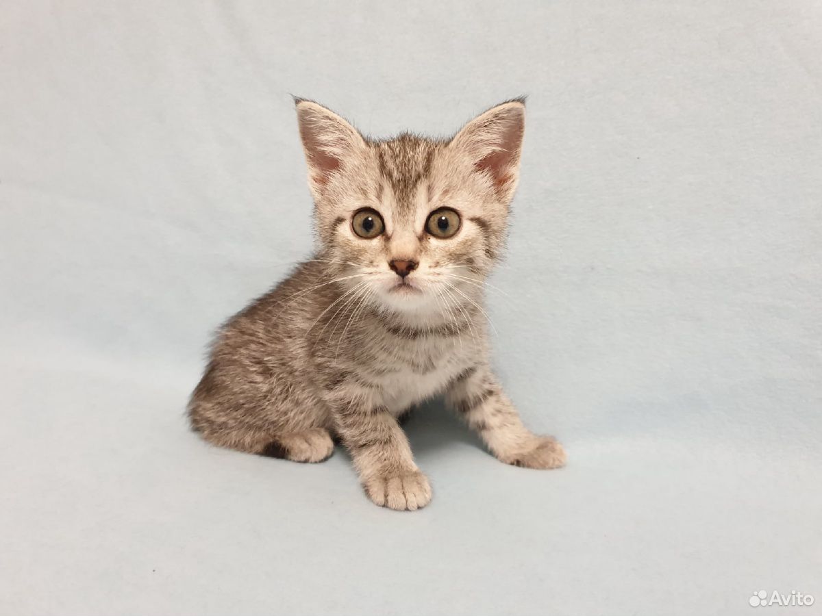 Котнок Буся в поисках счастья