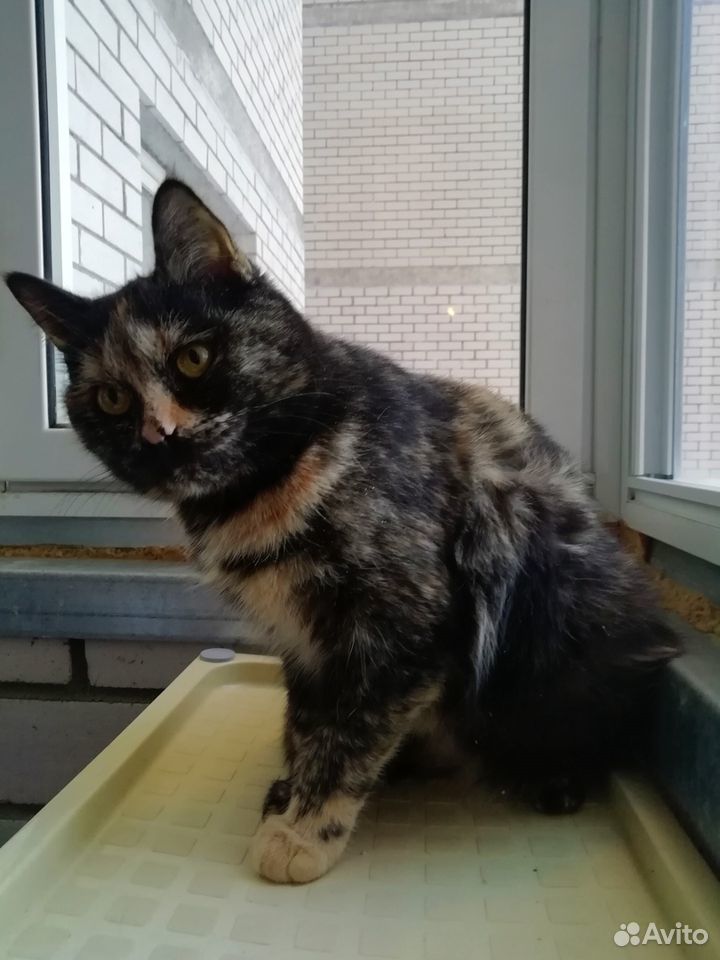 Анечка в добрые руки