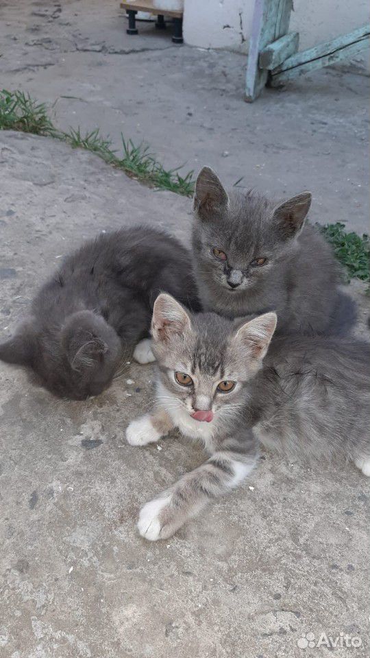 Котята в добрые руки