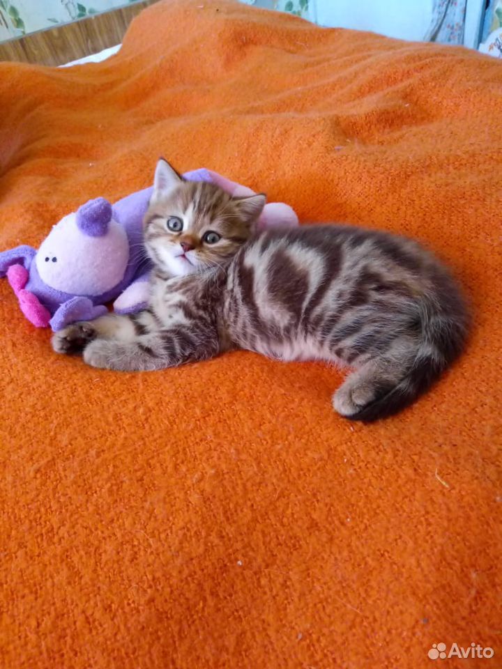 Шотландская шоколадка