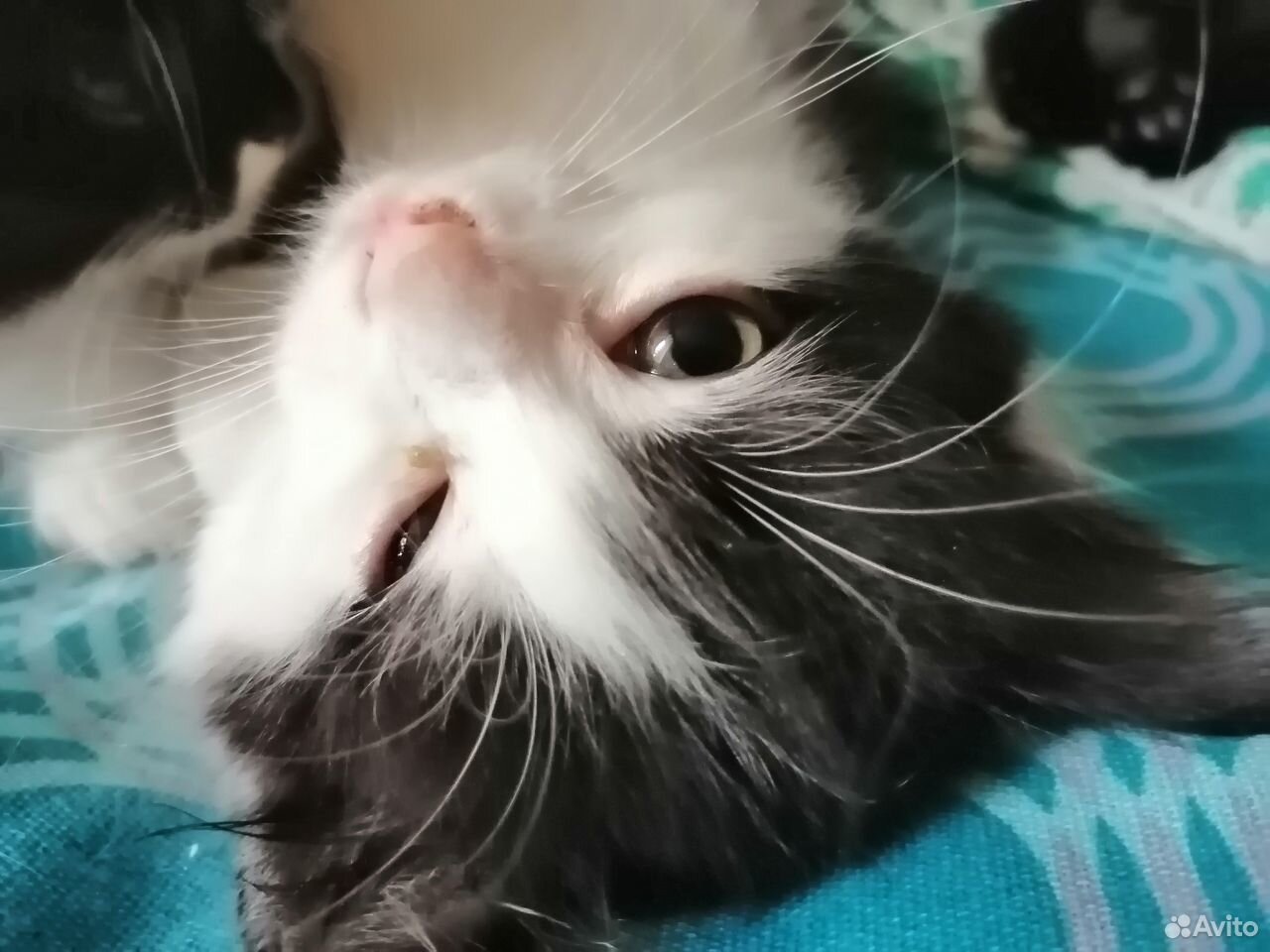 Отдадим активного котёнка-девочку в самые добрые р