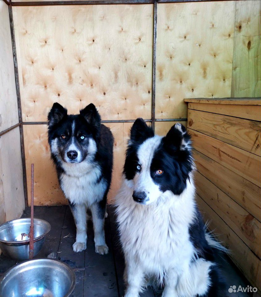 Щенки якутской лайки