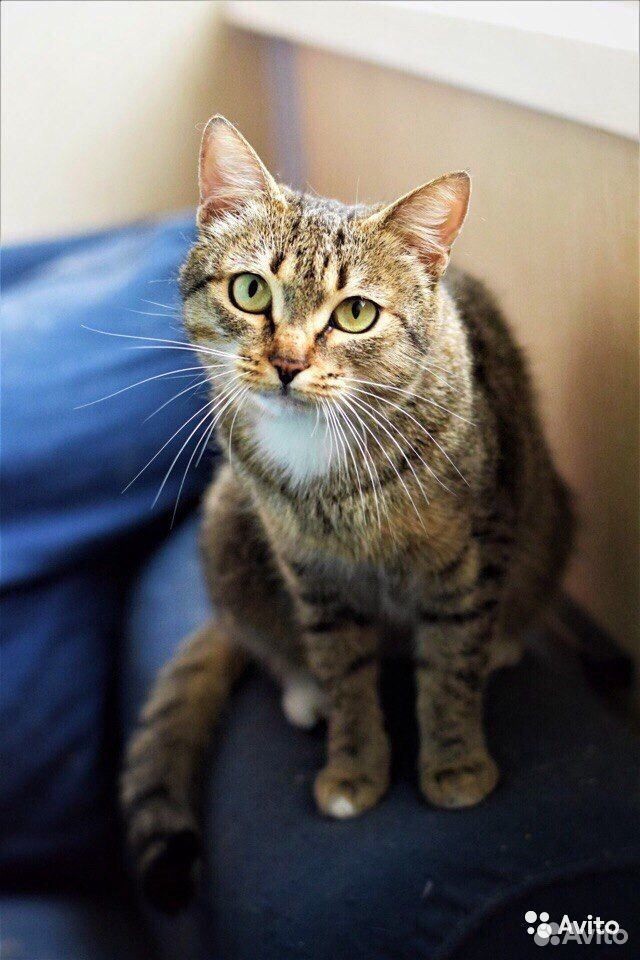 Красавица Хлоя в добрые руки