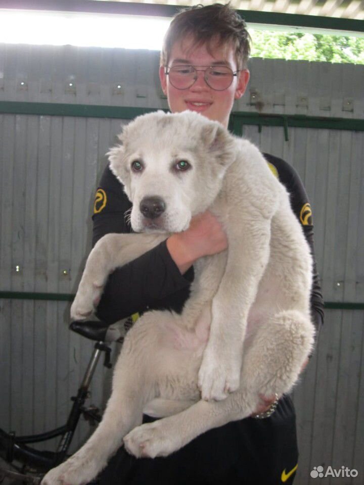 Щенок среднеазиатской овчарки (алабай)