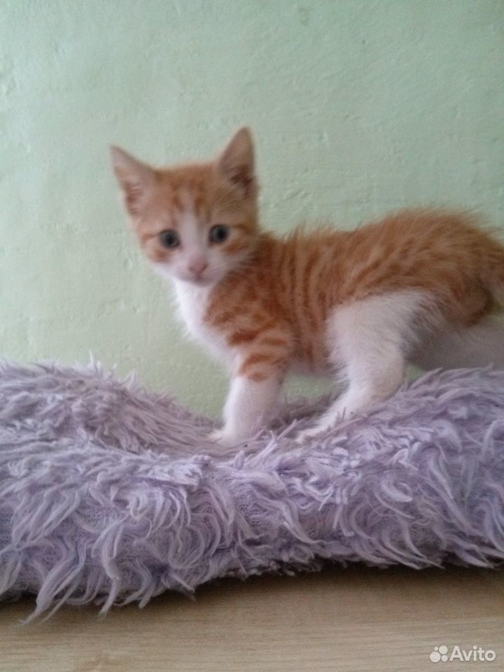 Рыжее Солнышко в хорошие ручки