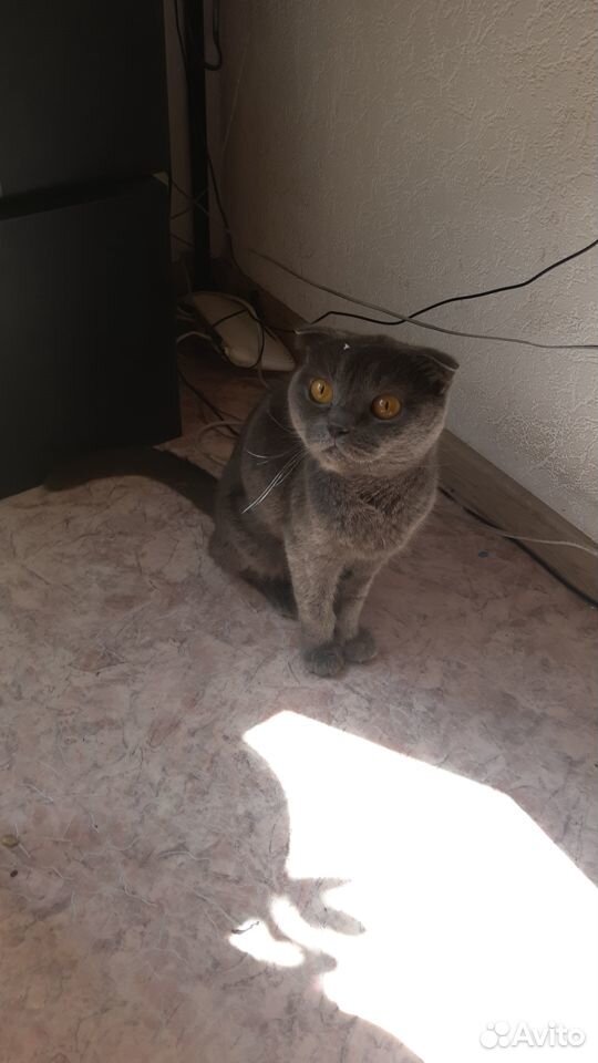 Найдена шотландская вислоухая