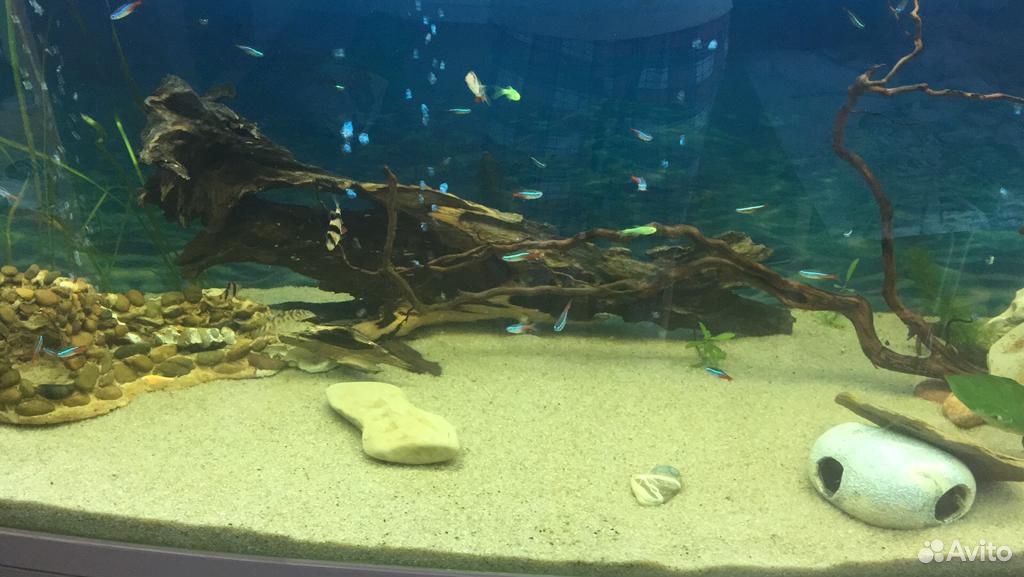 Коряга аквариумная