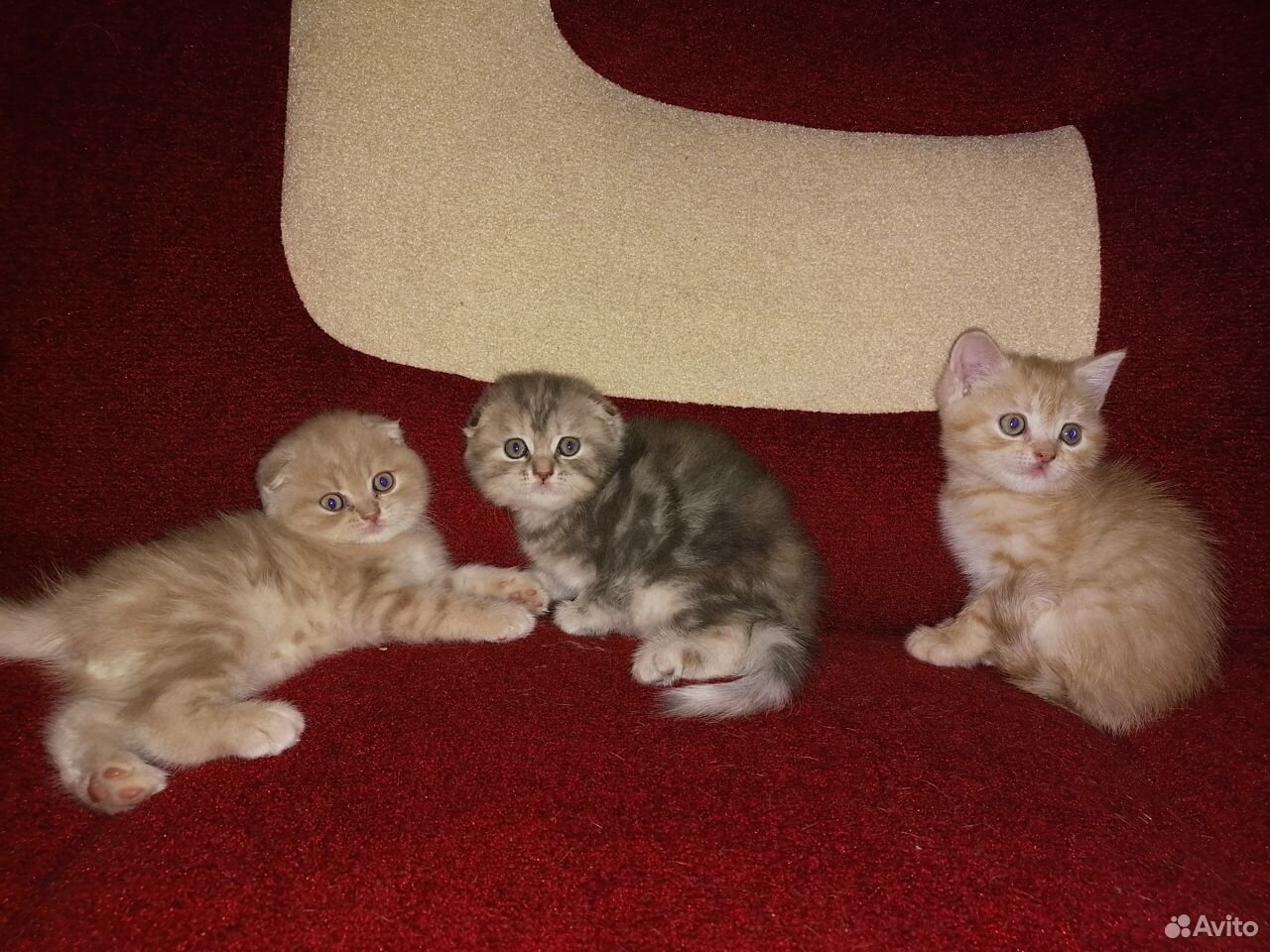 Шотландские котята