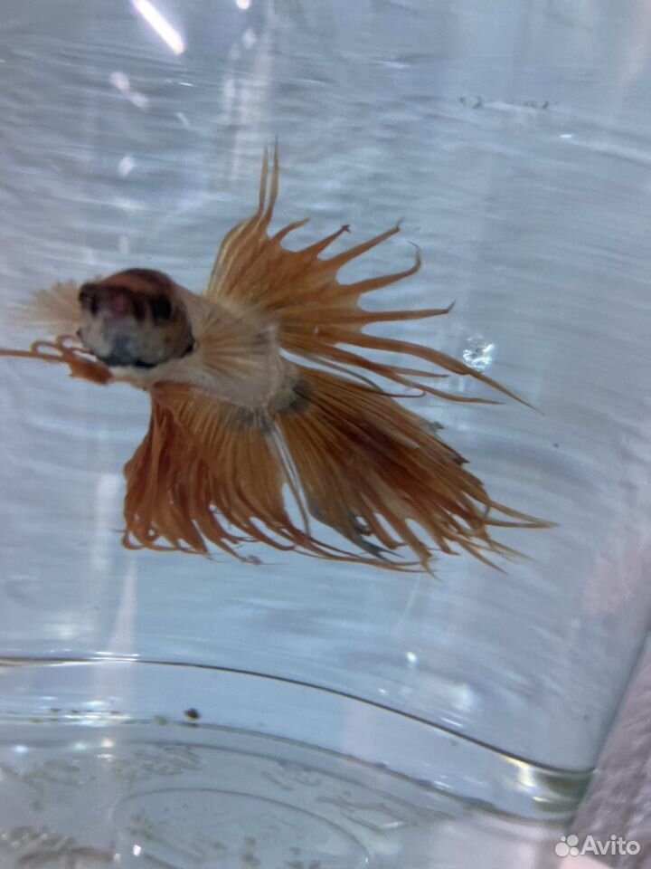 Петушок коронохвостый нежный персик