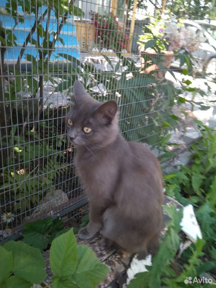 Кот